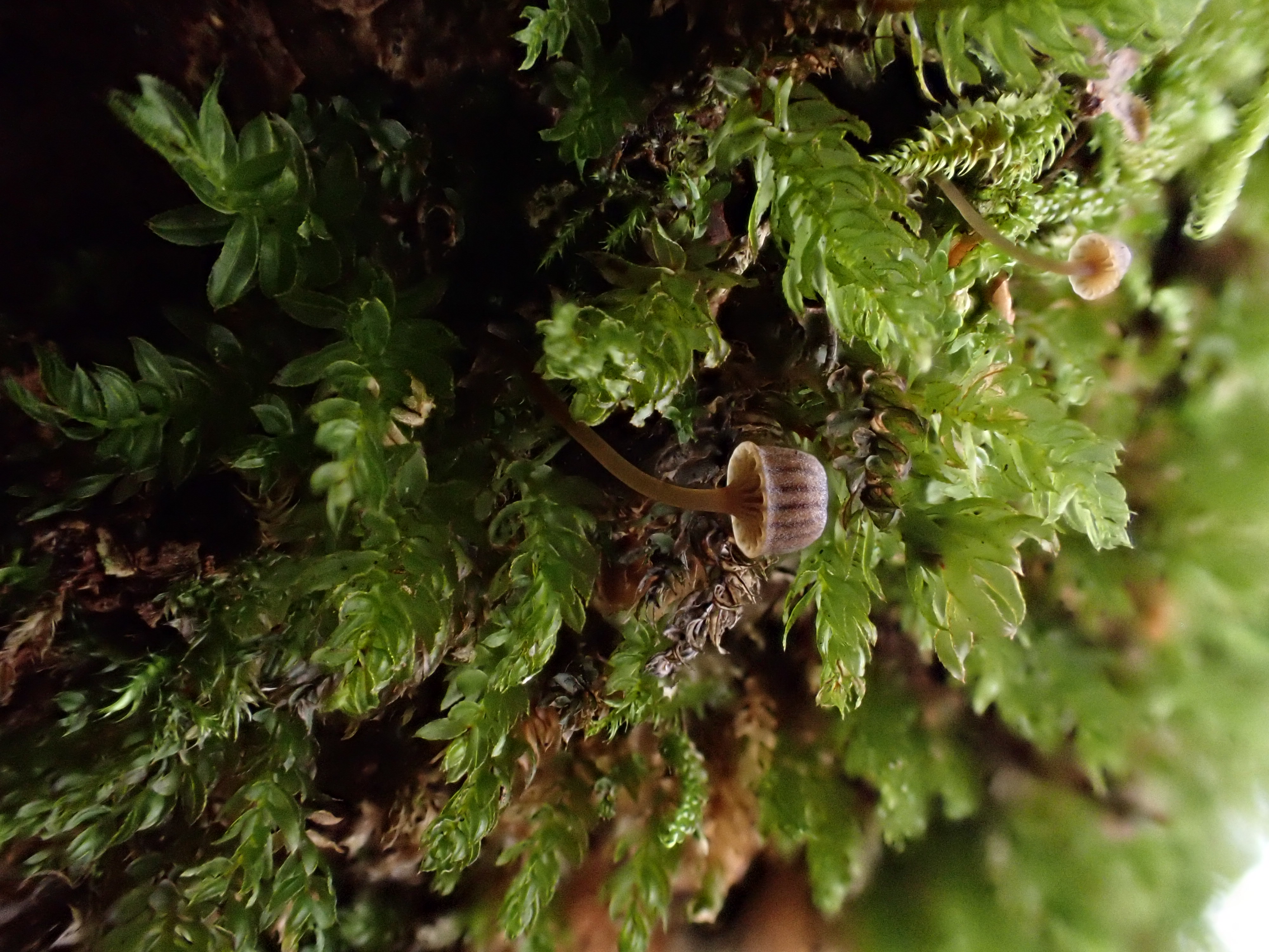 Museomics in mushrooms reconstructing the evolutionary history of the ...