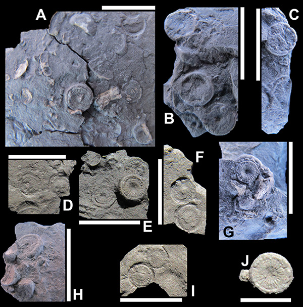 Palaeozoic crinoids | Naturalis