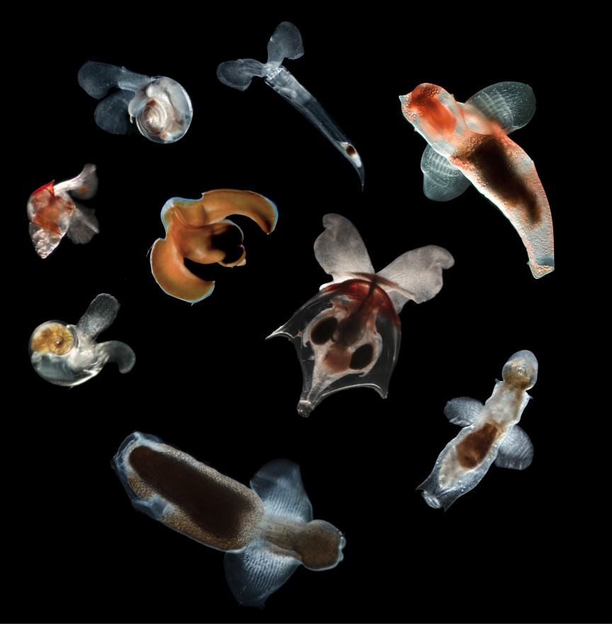 Evolution of planktonic gastropods in an acidifying ocean | Naturalis