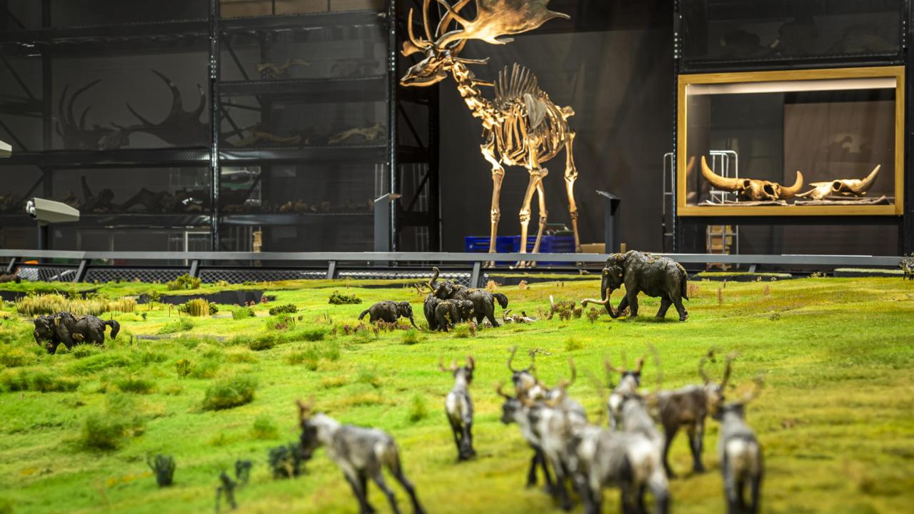 De ijstijd | Naturalis