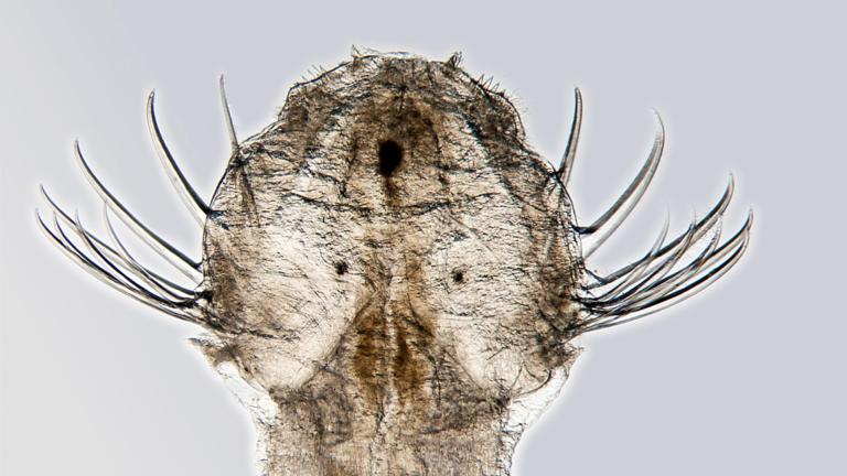 Unique arrow worms finally get their place in the animal kingdom ...