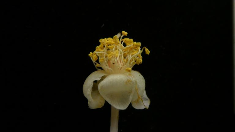 Wei Wei Seah | Naturalis