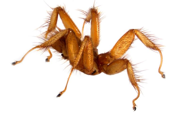 Wetenschap | Naturalis