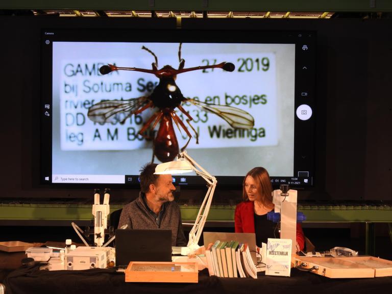 Prepareren en determineren van insecten | Naturalis