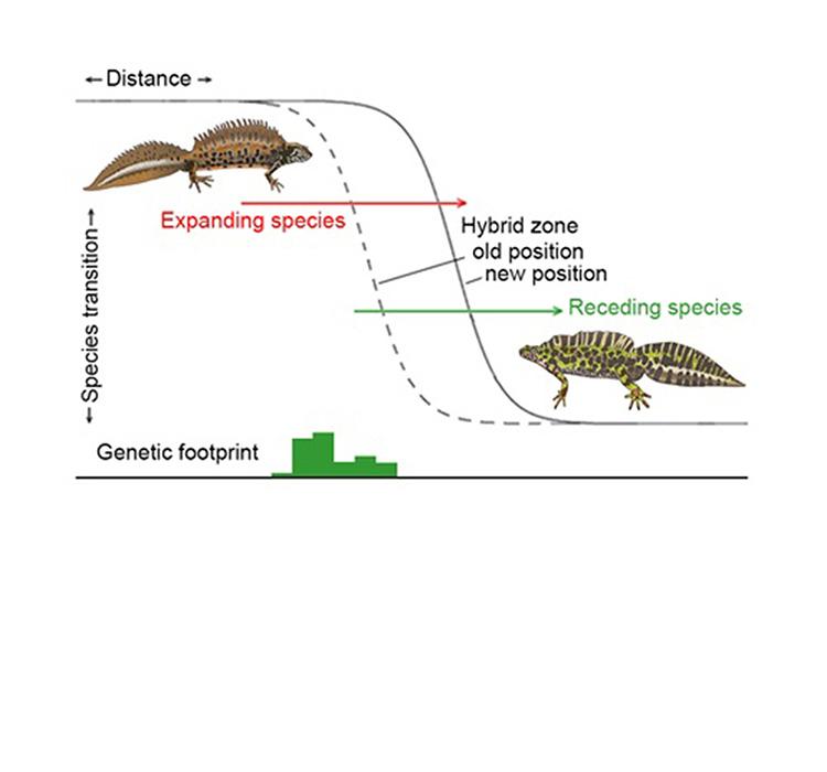 Evolution of European amphibians | Naturalis
