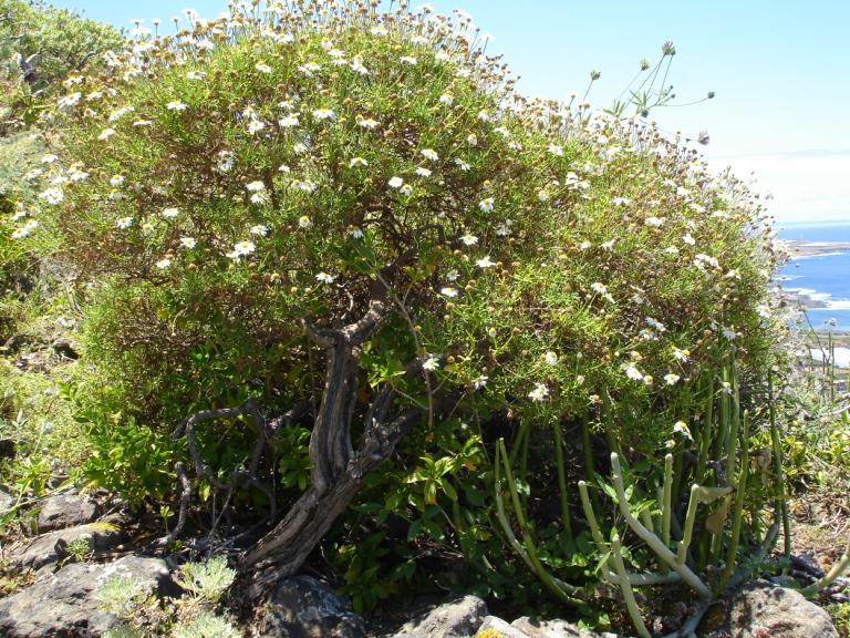 Investigating plant traits that define species richness on islands ...