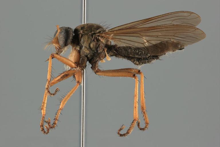 Picturae & Naturalis Digitizing insect collections | Naturalis