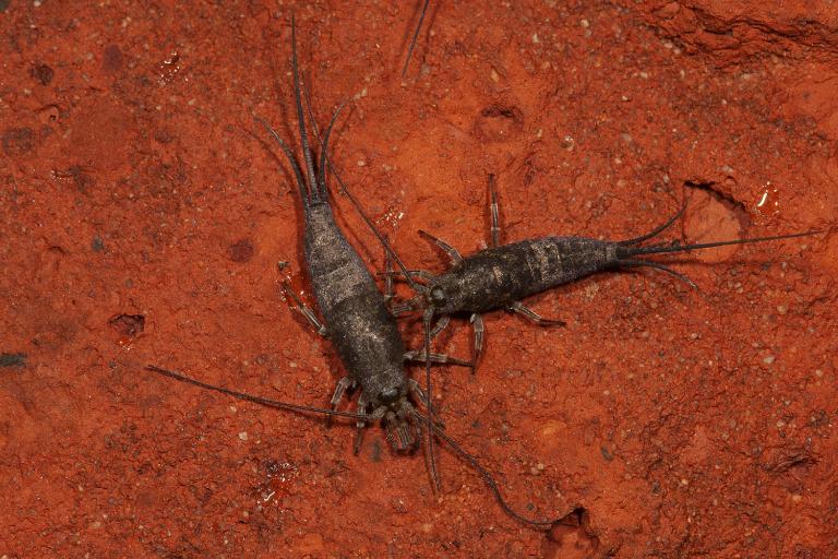 Derde editie ‘Insect van het Jaar’ van start | Naturalis